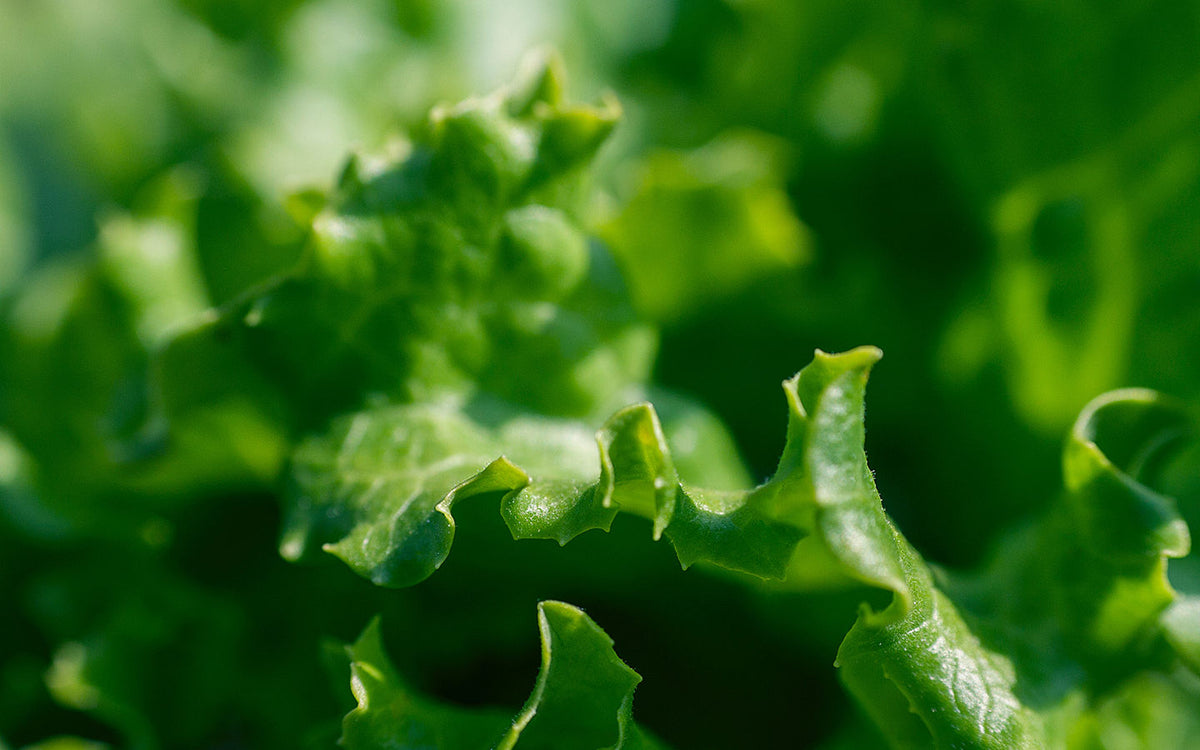 5 Tips for Growing Early Spring Greens – Eartheasy